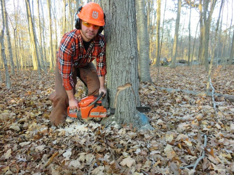 Working in your woods | Connecticut Forestry